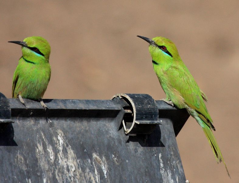 AVES DEL CIELO - BIRDS OF HEAVEN: ABEJARUCO VERDE-MEROPS ORIENTALIS ...